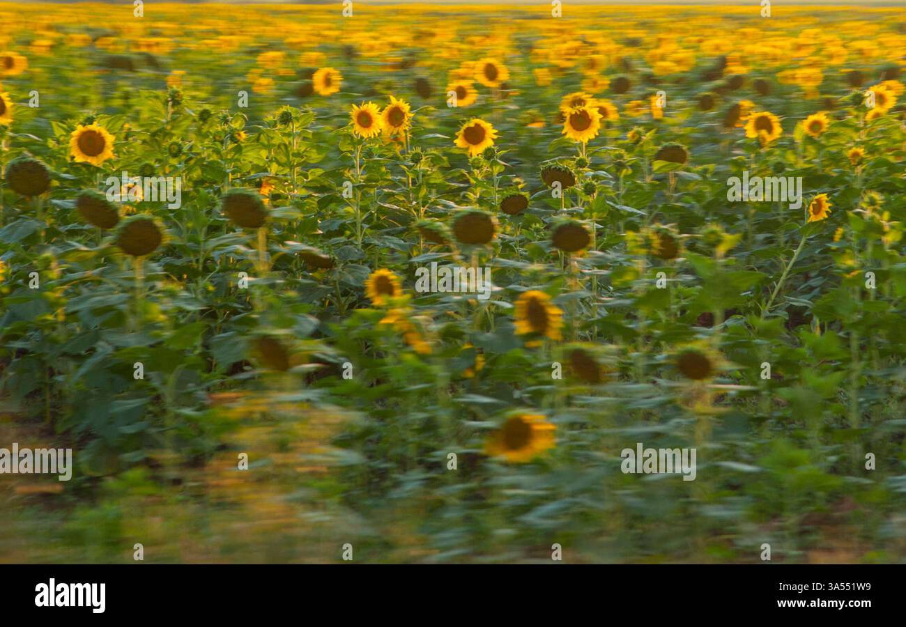 sunflower field in romania, yellow flower field, captured in motion ...