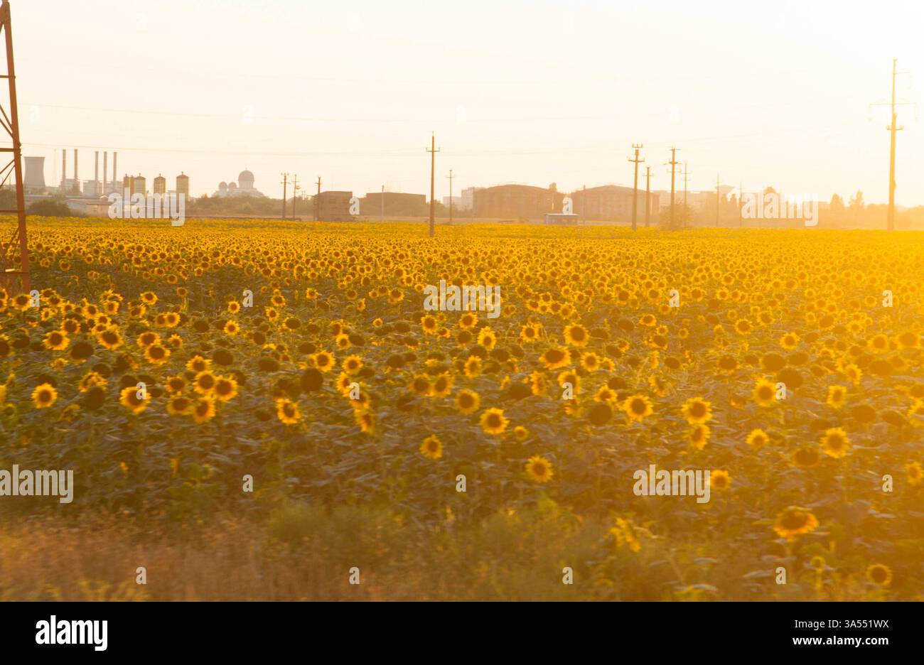 sunflower field in romania, yellow flower field, captured in motion ...