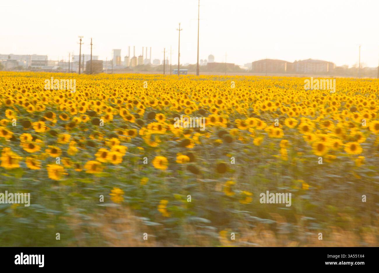 sunflower field in romania, yellow flower field, captured in motion ...
