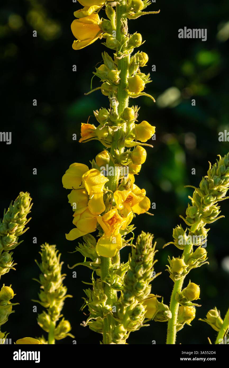 Common mullein - pale yellow flowers of verbascum nigrum plant, used as ...