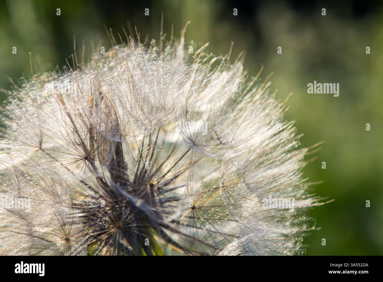 Goatsbeard, Tragopogon pratensis, flower seed head close up with ...