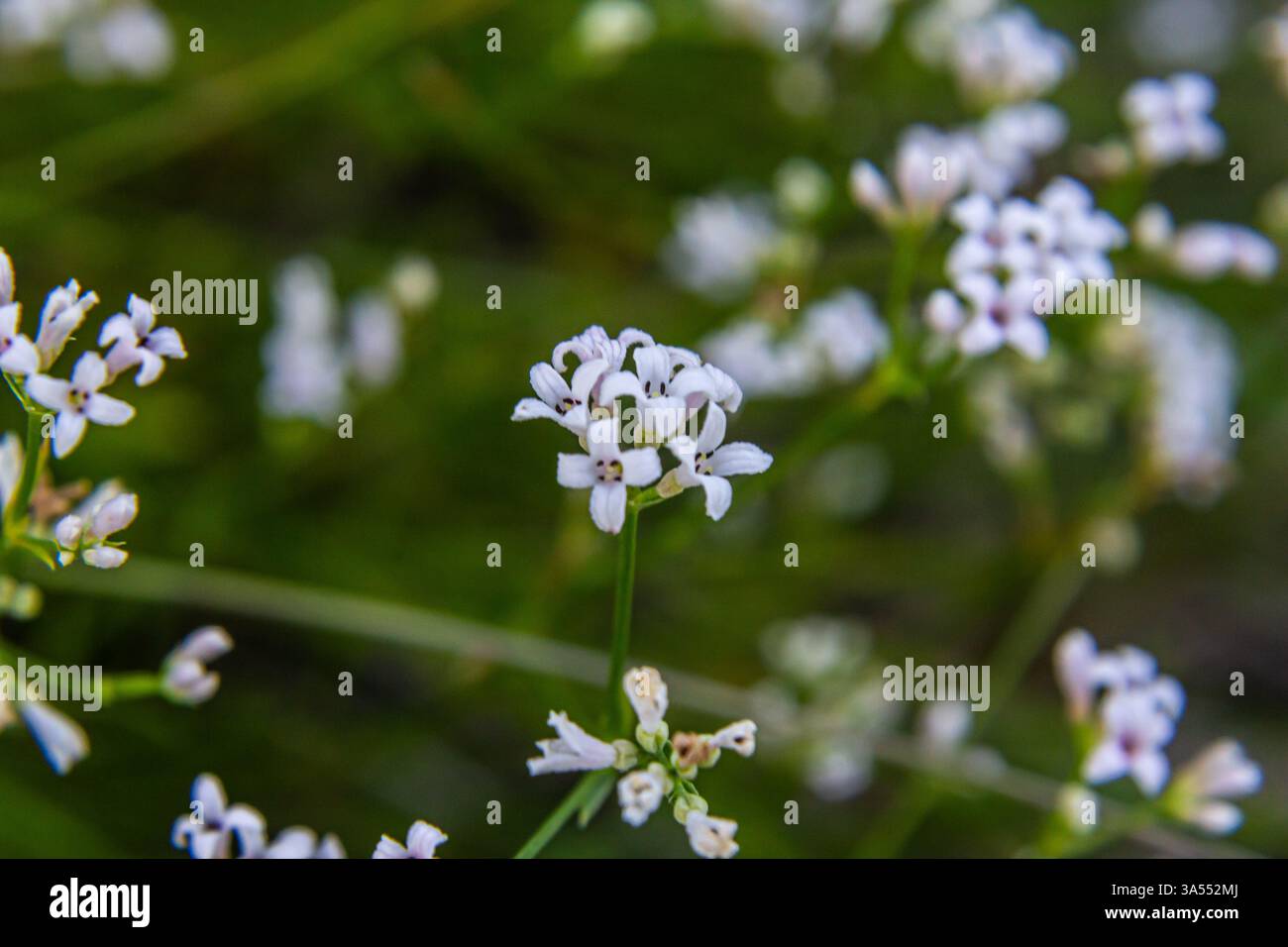 Macro photo of a dyer woodruff flower, Asperula tinctoria Stock Photo ...