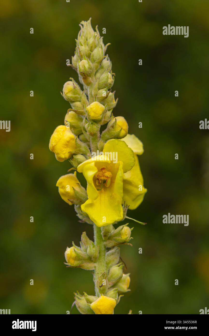Common mullein - pale yellow flowers of verbascum nigrum plant, used as ...