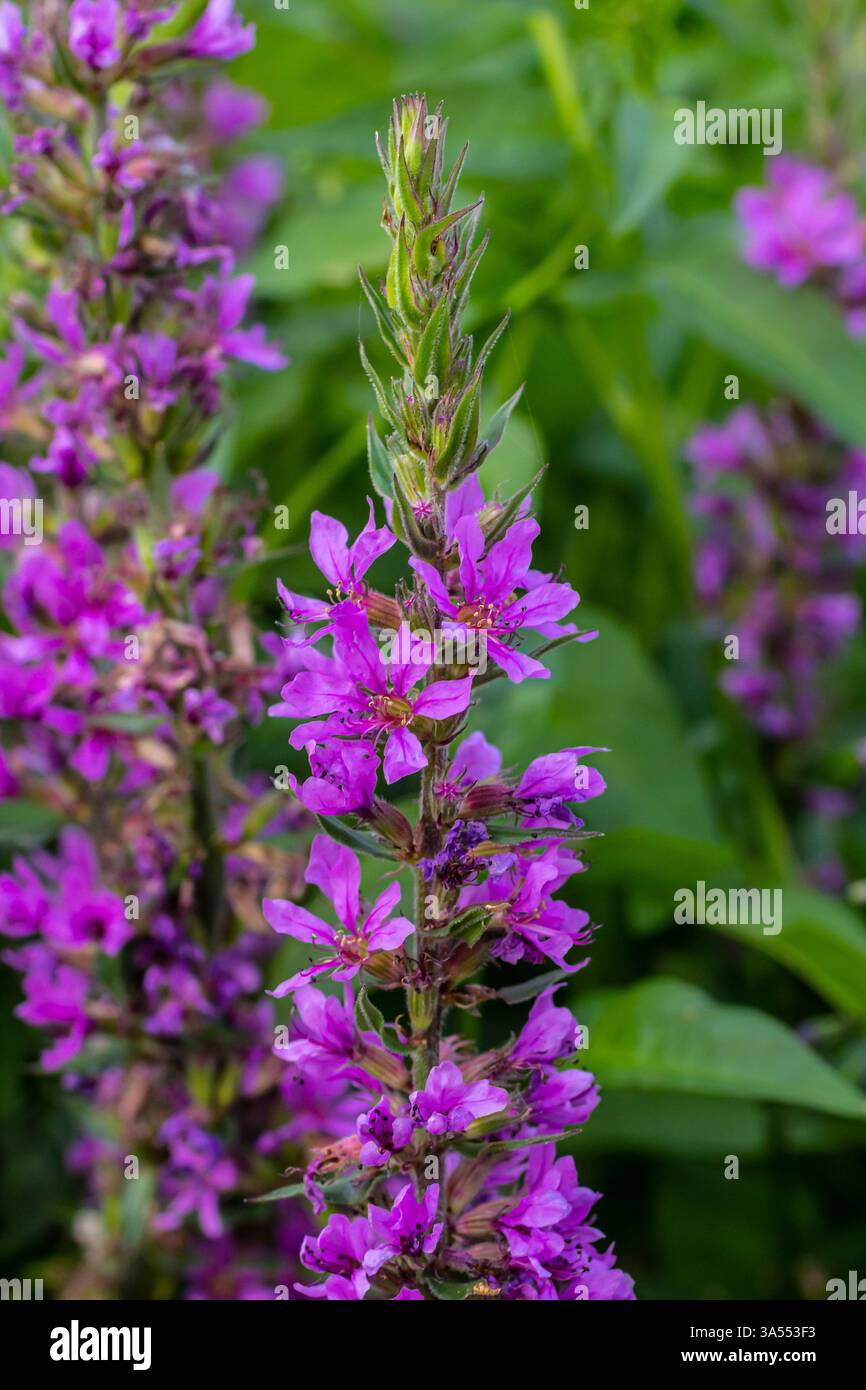 Purple loosestrife Lythrum salicaria inflorescence. Flower spike of ...