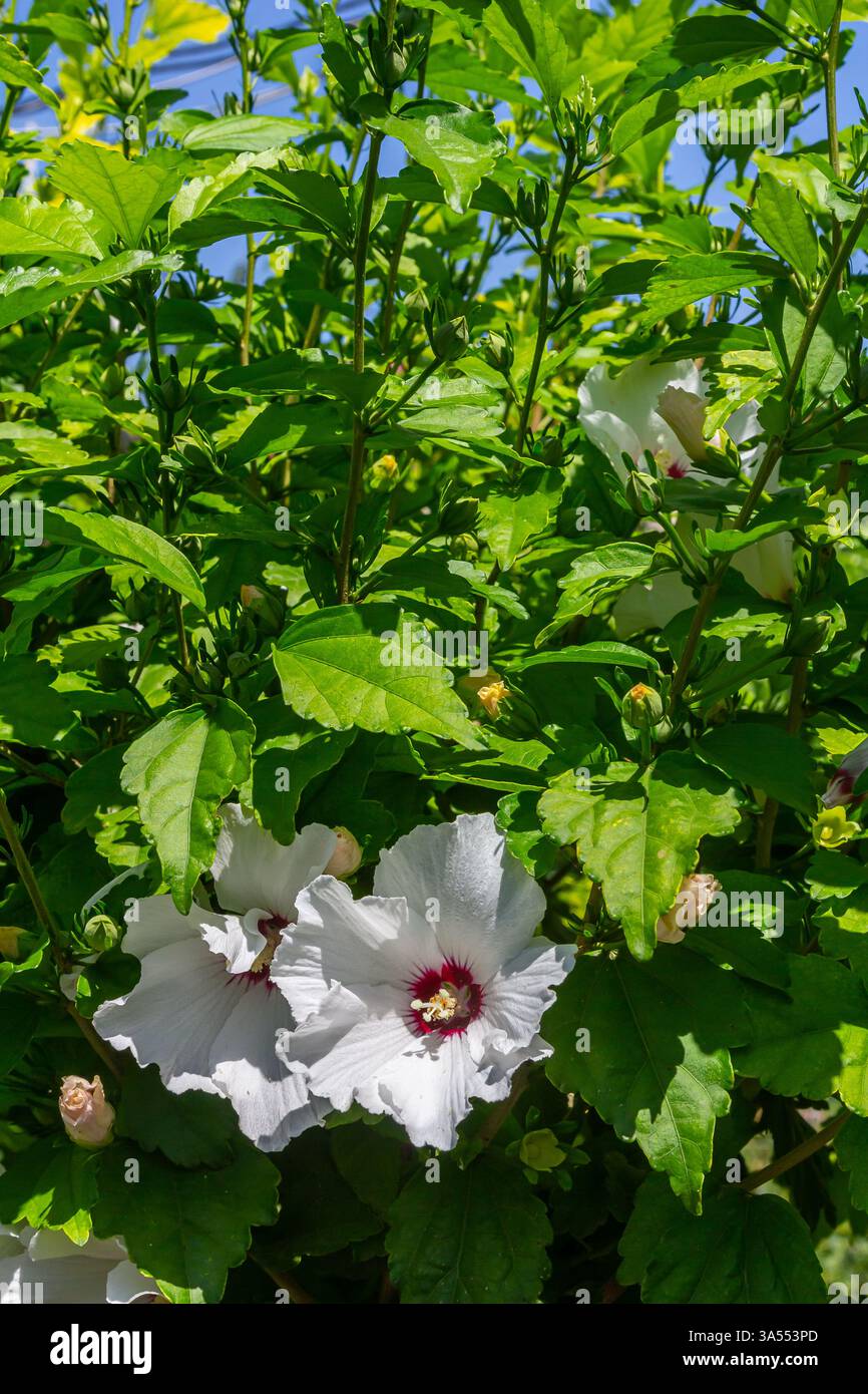 Two tender flowers of hibiscus syriacus Manuela in a sunny summer day ...