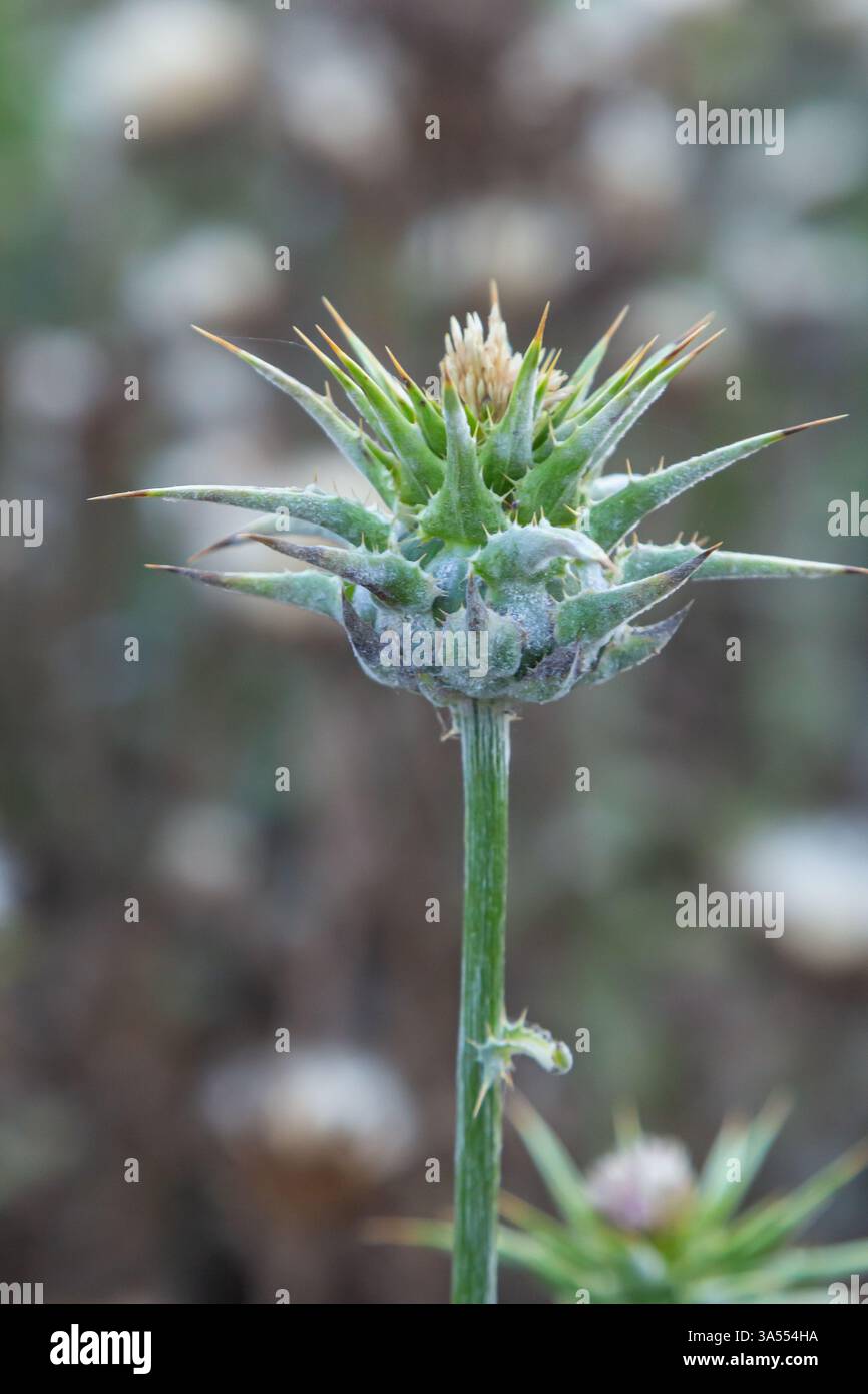 flower milk Thistle close-up. medicinal plant milk Thistle Stock Photo ...