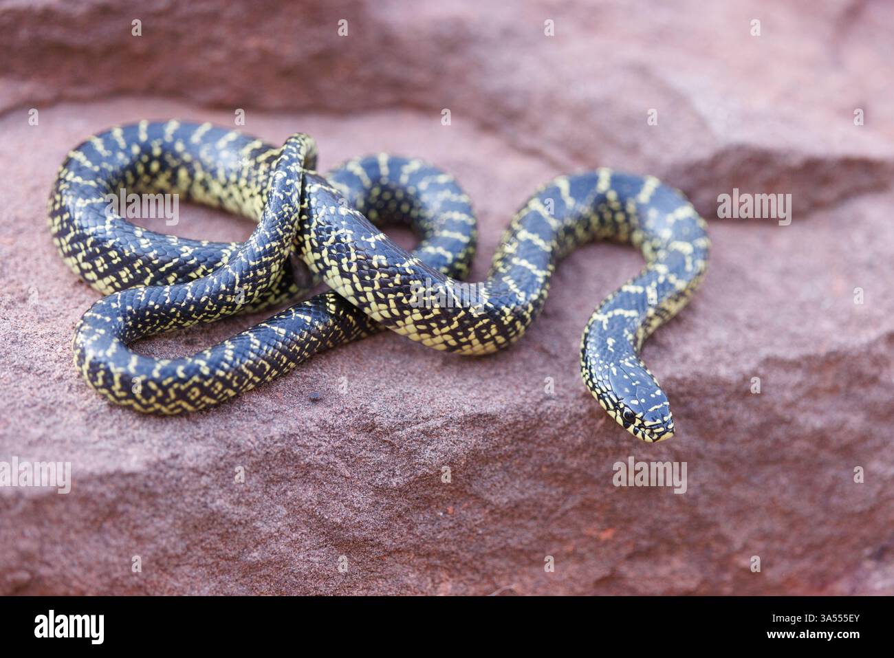 Kingsnakes Hi Res Stock Photography And Images Alamy