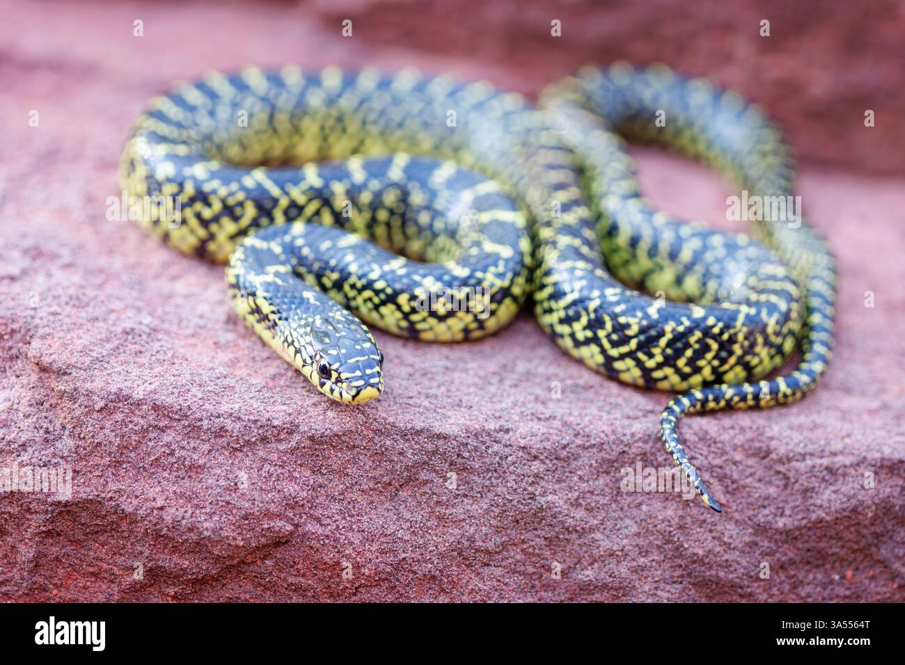 Kingsnakes Hi Res Stock Photography And Images Alamy
