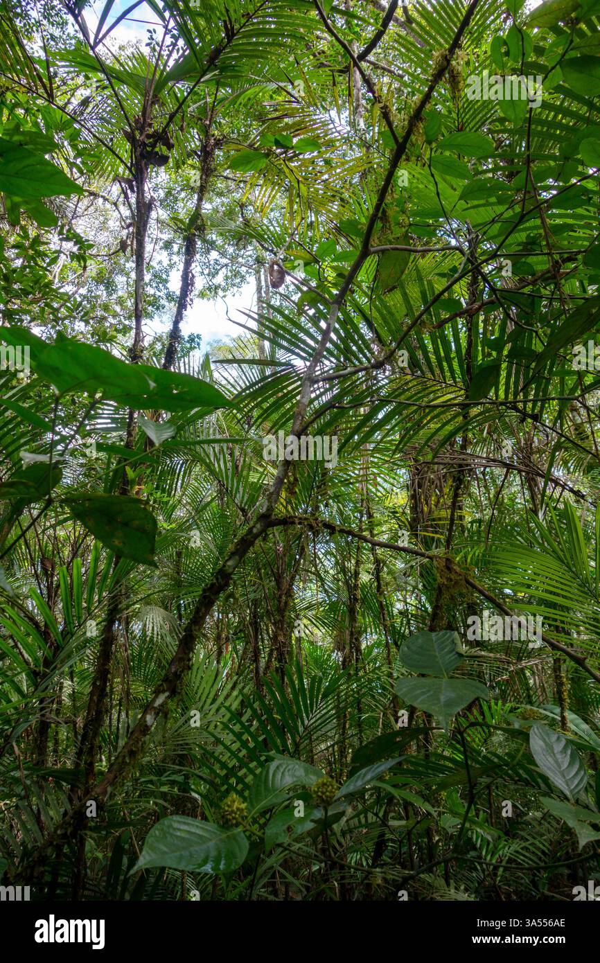 A dense canopy of palm trees and rich foliage in the Cuyabeno Reserve ...