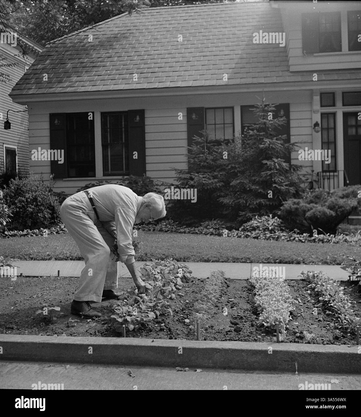 Victory gardens, also called war gardens or food gardens for defense ...