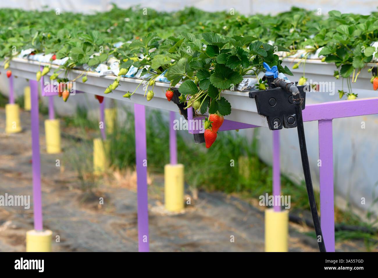 Hydroponic setup hi-res stock photography and images - Alamy