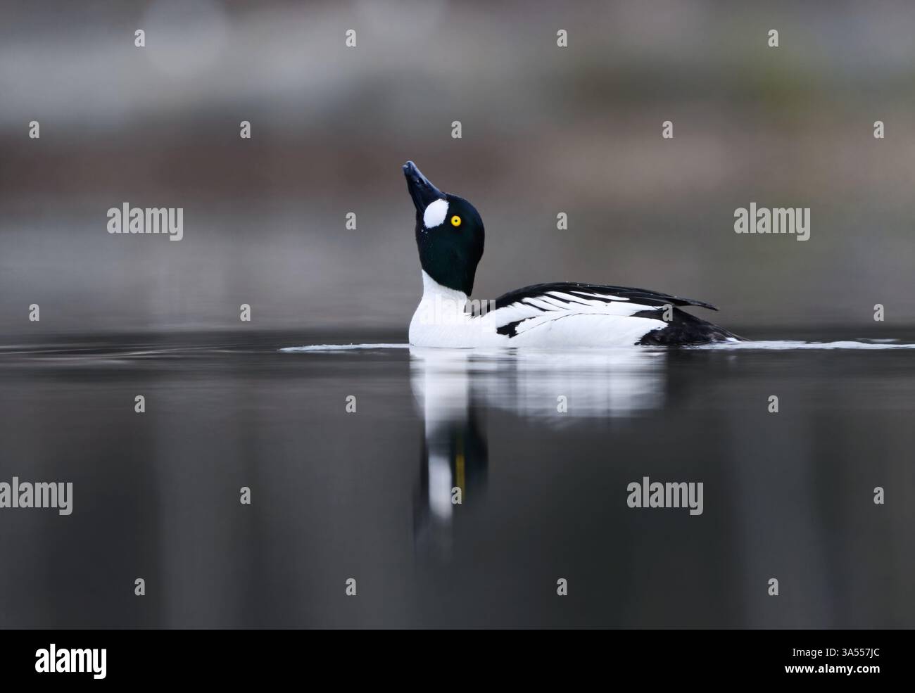 Common goldeneye (Bucephala clangula) male courtship display in spring ...