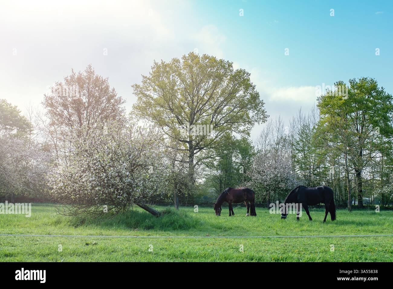 Horses in a spring landscape Stock Photo - Alamy