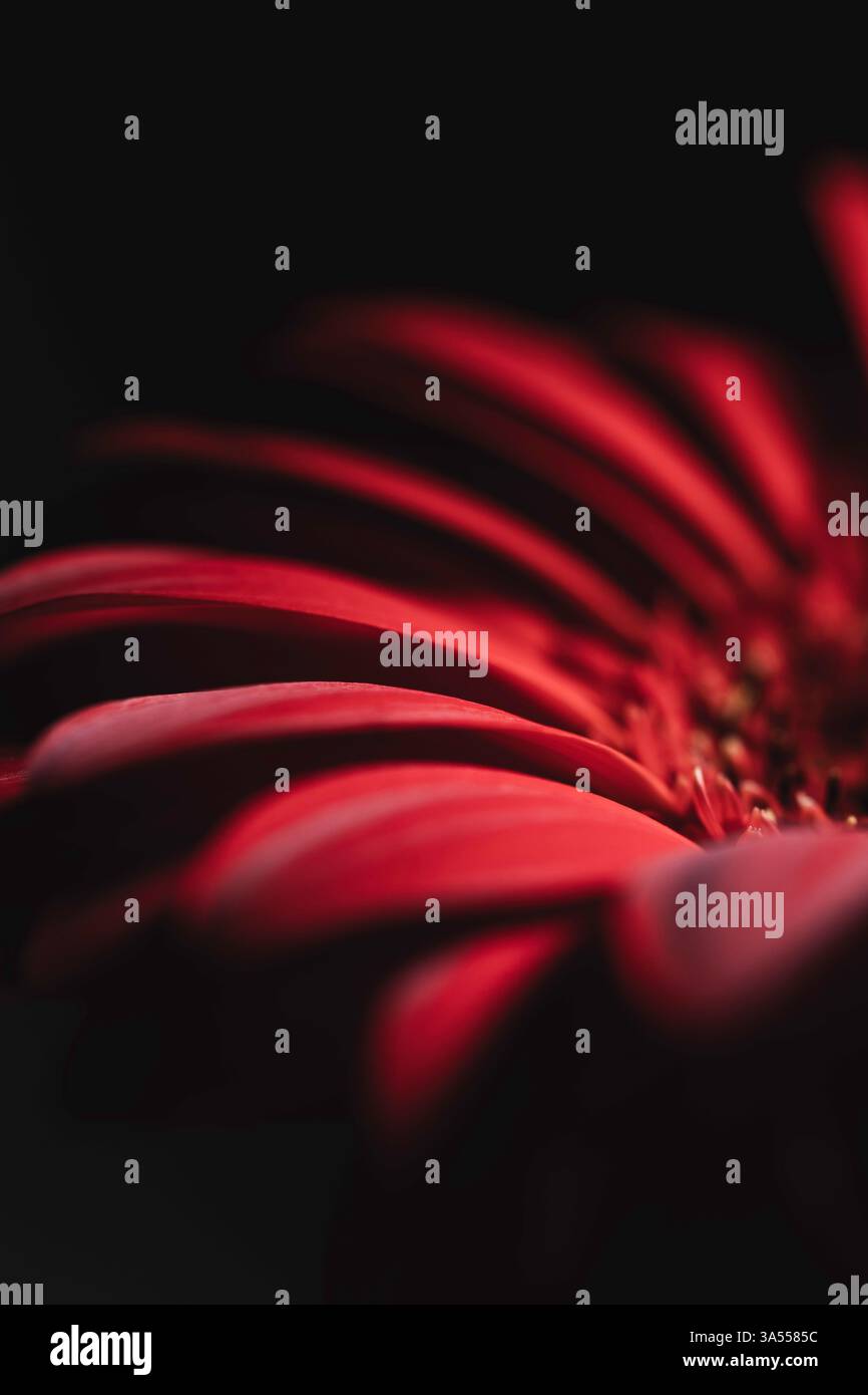 Petal edge hi-res stock photography and images - Alamy