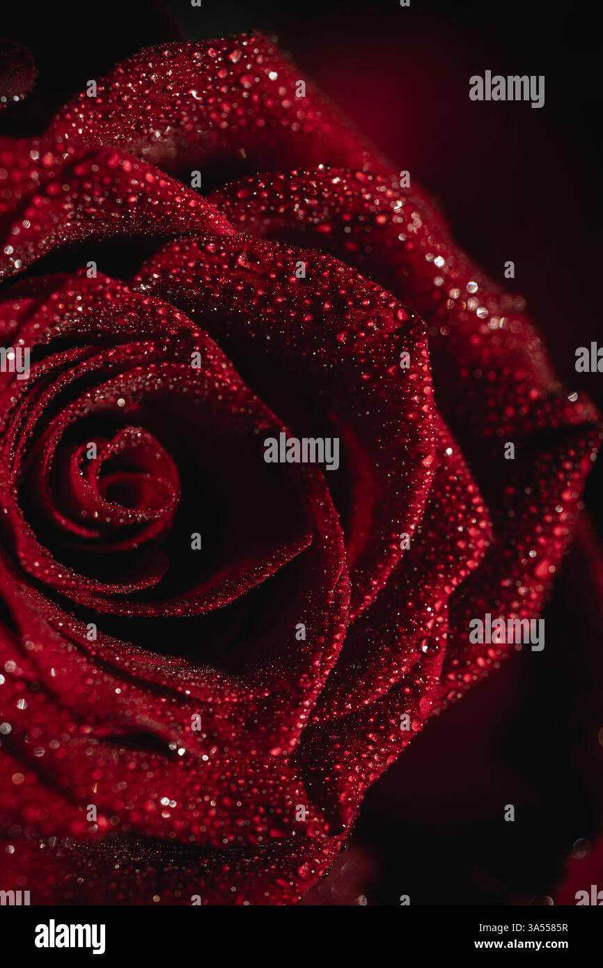 Bright Red Rose with Dew â€“ Dramatic Glow Stock Photo - Alamy