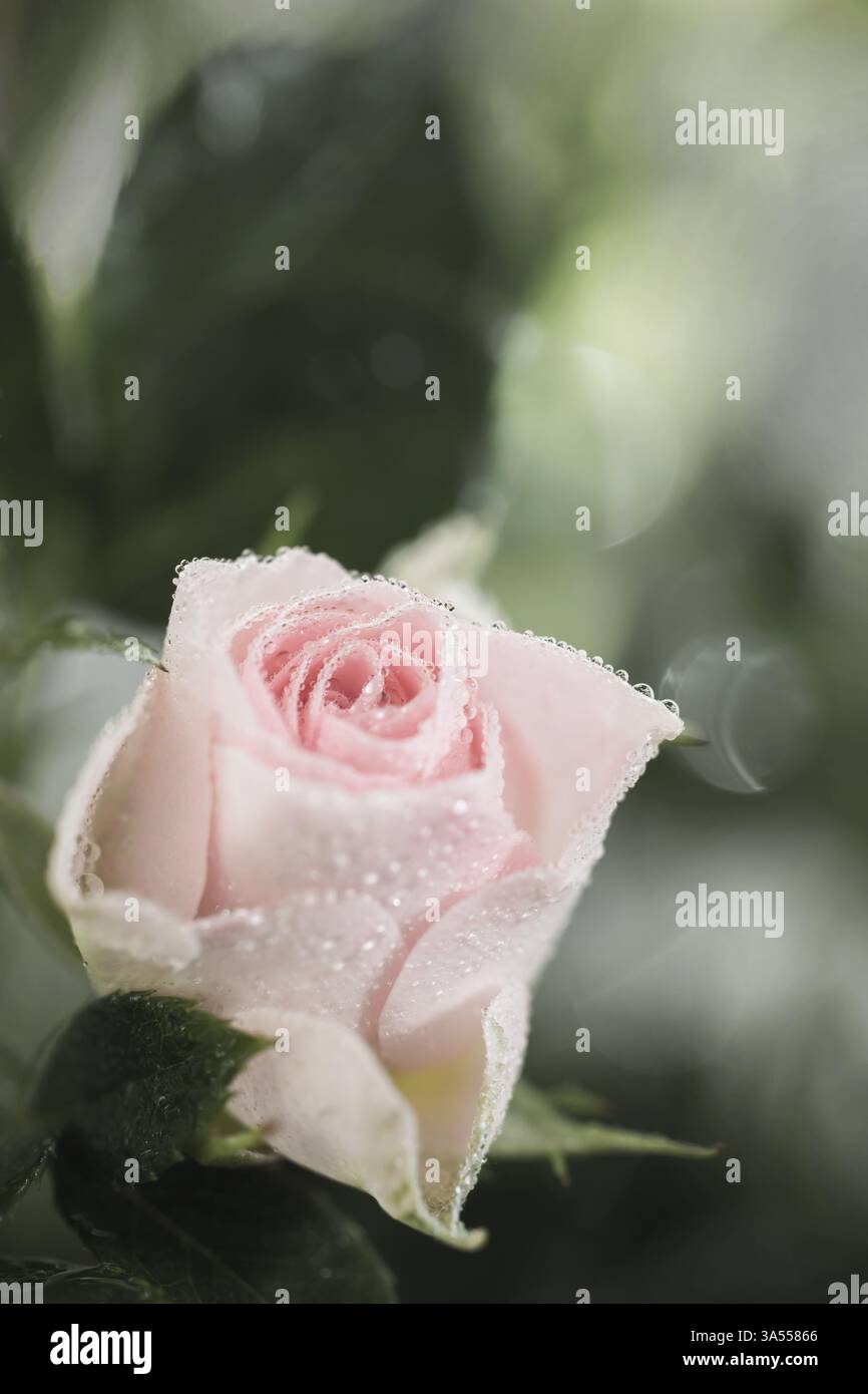 Soft Pink Rose with Morning Dew Stock Photo - Alamy