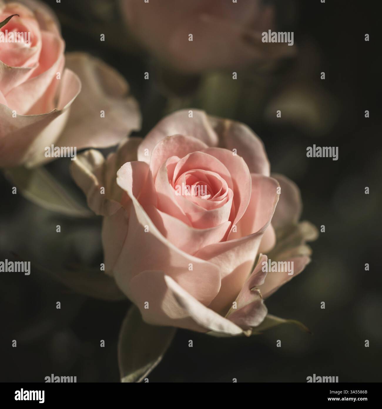 Floral composition pink roses hi-res stock photography and images - Alamy