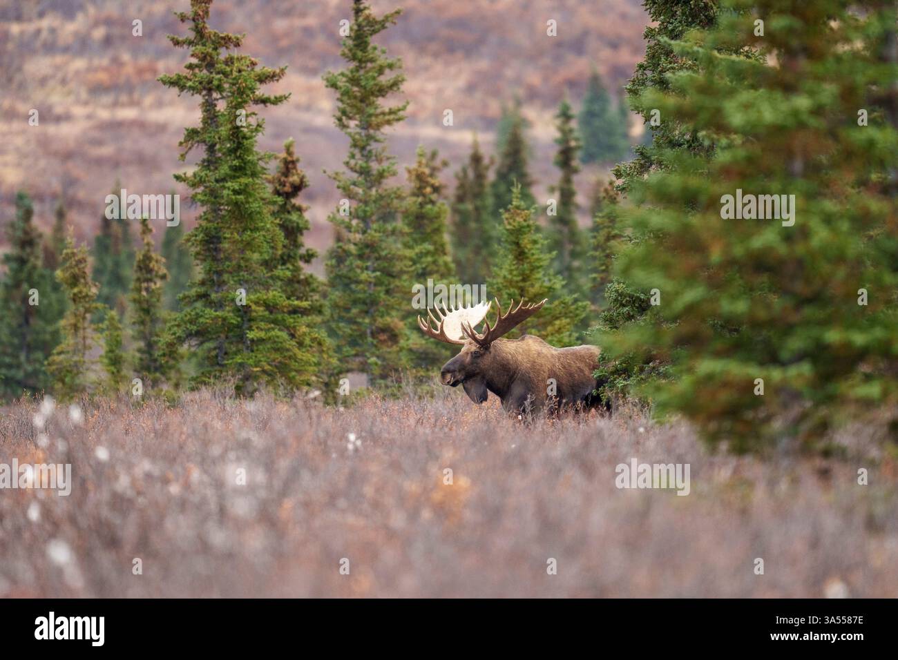 Bull moose foraging on hi-res stock photography and images - Alamy