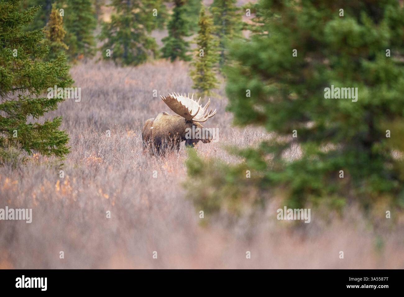 Massive Bull Moose Standing in Natural Tundra Landscape Among Tr Stock ...
