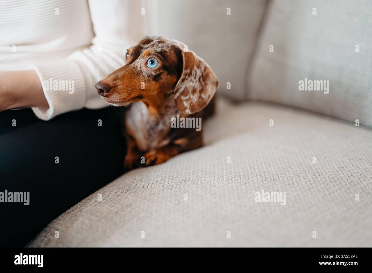 Merle Mini Dachshund with Blue Eyes next to Owner Stock Photo - Alamy