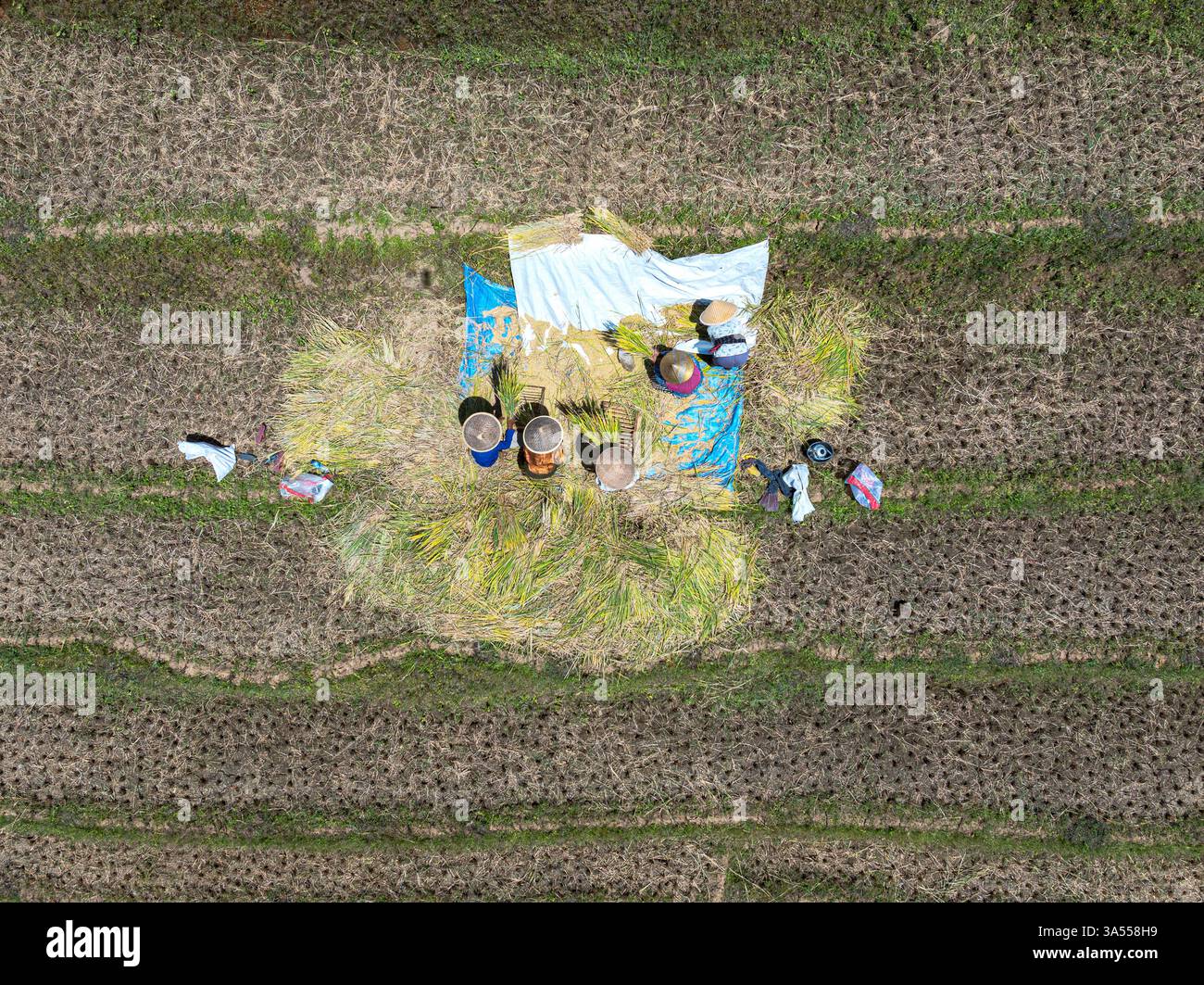 Rice farmers , Java, Indonesia Stock Photo - Alamy
