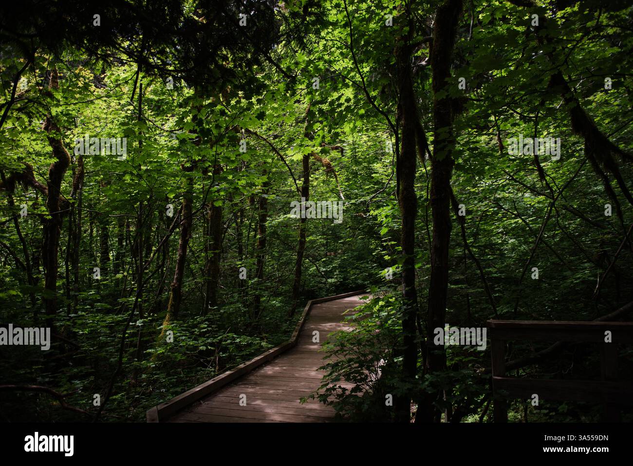 Elevated trail through thick hi-res stock photography and images - Alamy