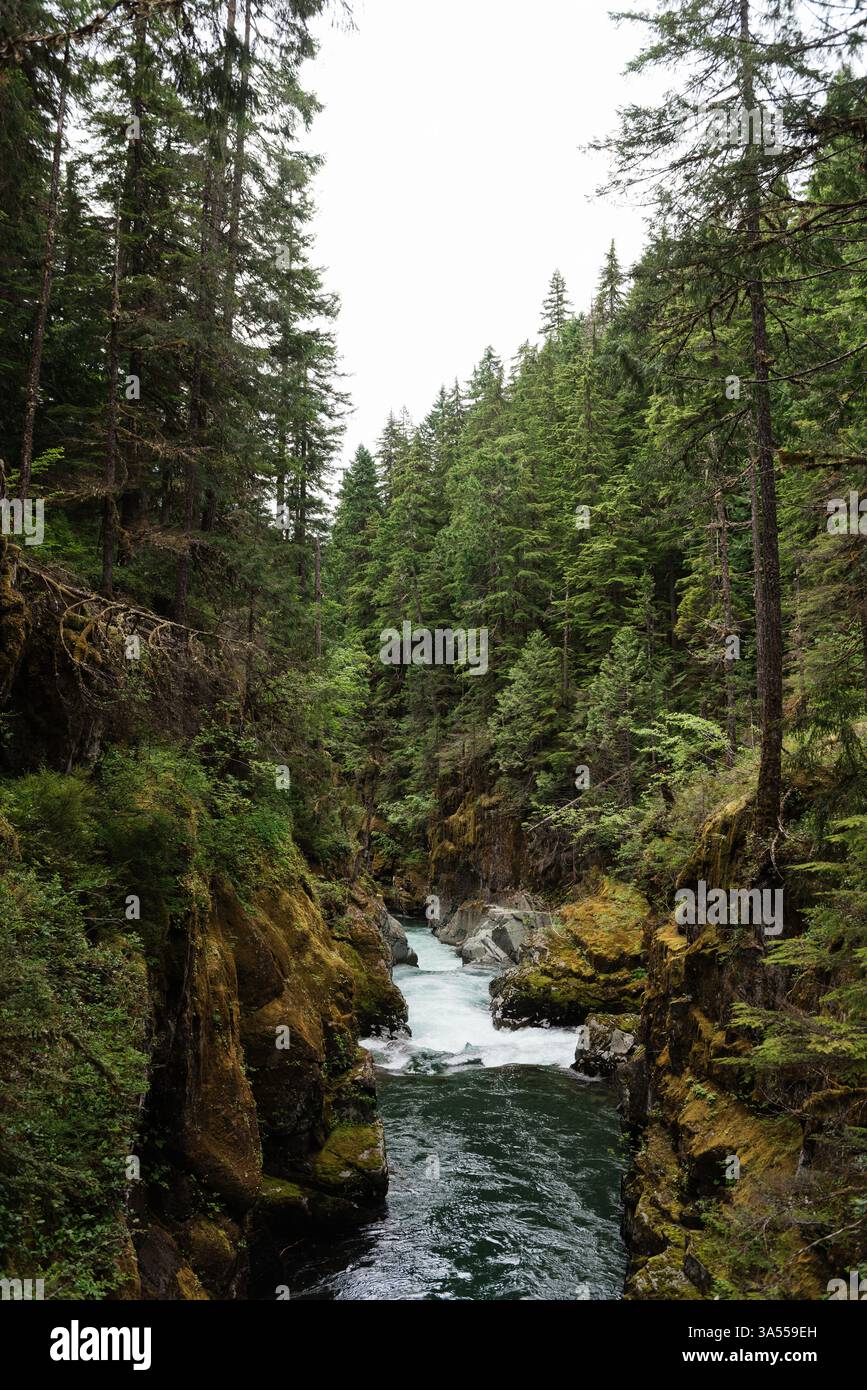 Mountain Stream Cutting Through Rocky Canyon in Pacific Northwest Stock ...