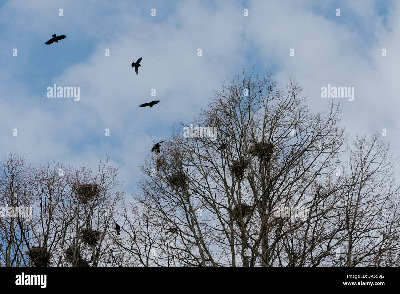 Crows of Corvus frugilegus with nests in trees at a park of Lena, Toten ...
