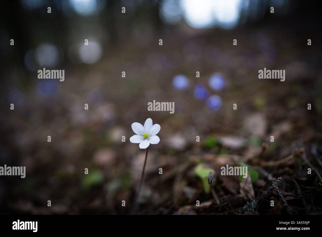 White hepatica nobilis in a forest by the Olterudelva River, Toten ...
