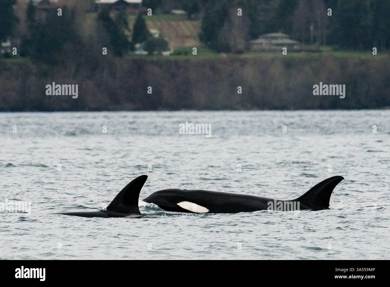 Orca orcinus orca female surfacing hi-res stock photography and images ...