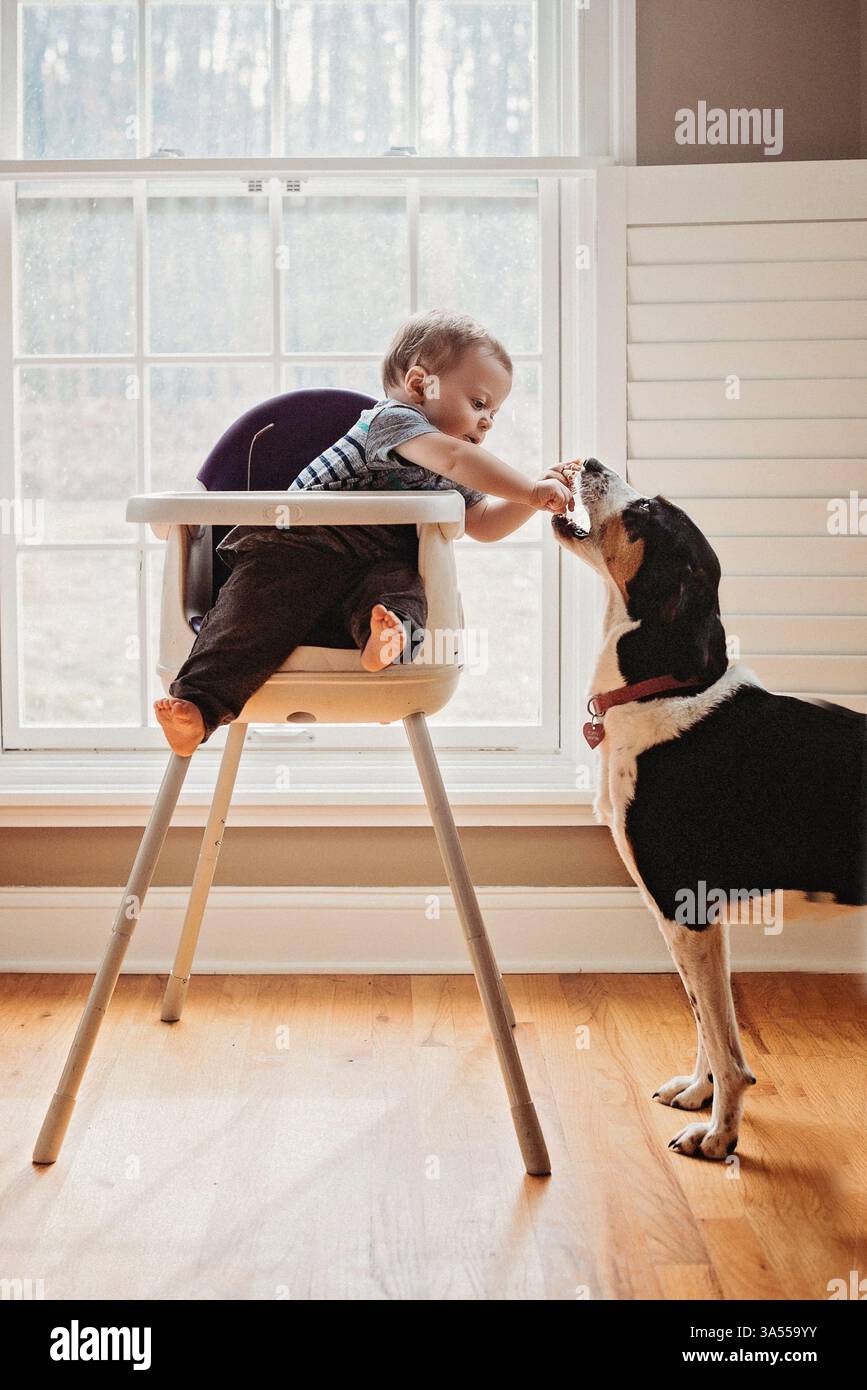 Baby in high chair dog hi-res stock photography and images - Alamy