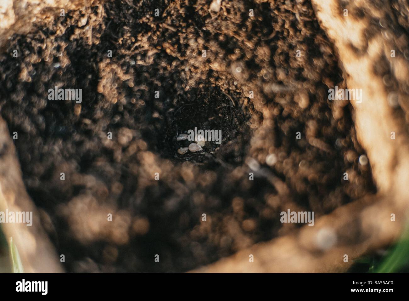 Bio Tomato Seeds Ready to Grow in Soil Stock Photo - Alamy