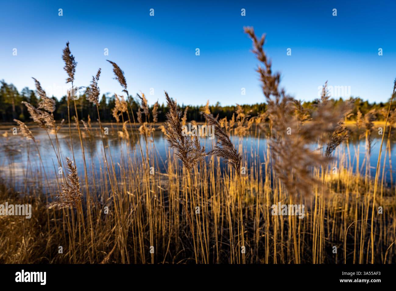 Reeds by a lake up in the Totenåsen Hills Stock Photo - Alamy