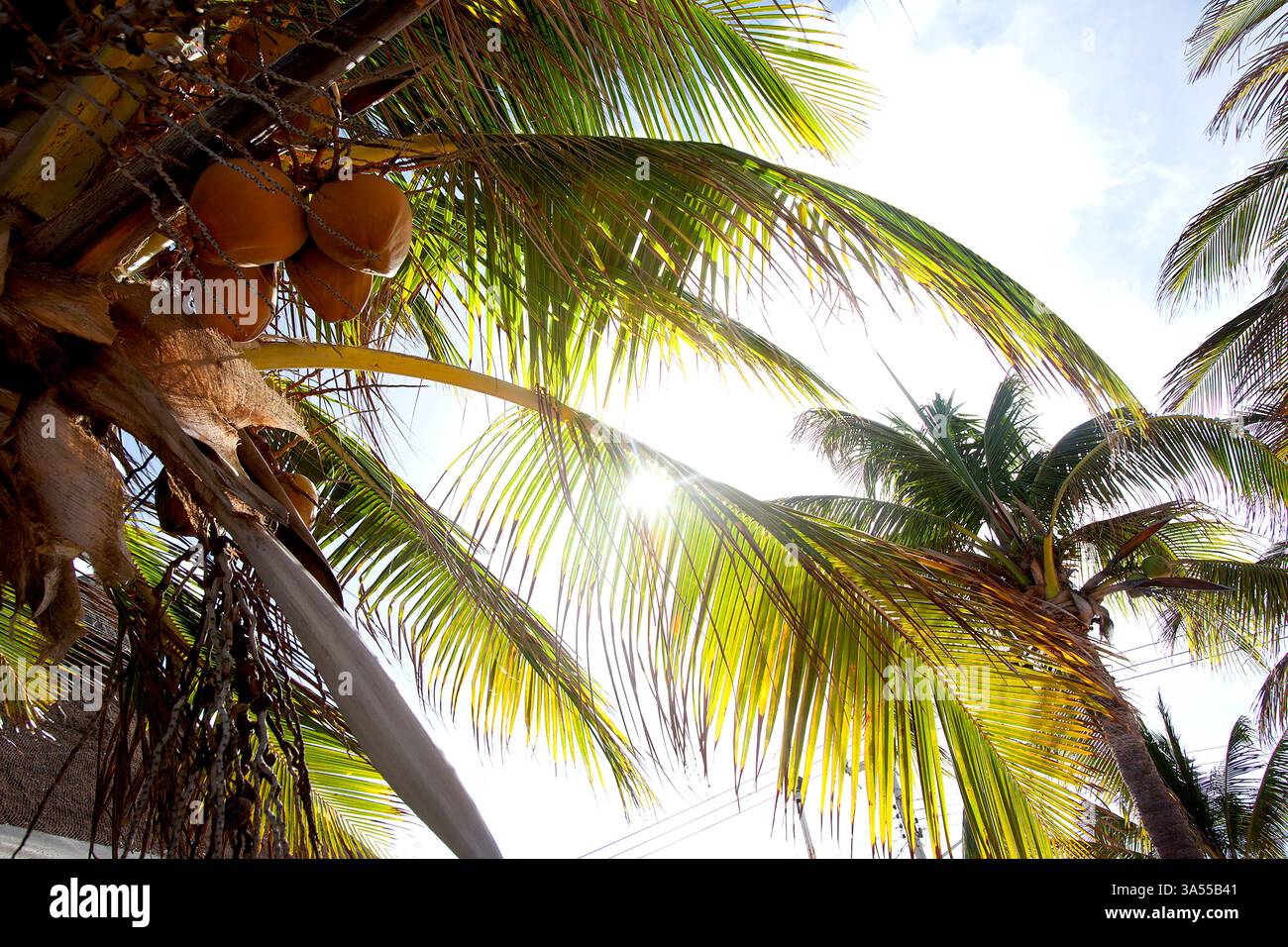 Rays sun leaves tree swaying hi-res stock photography and images - Alamy