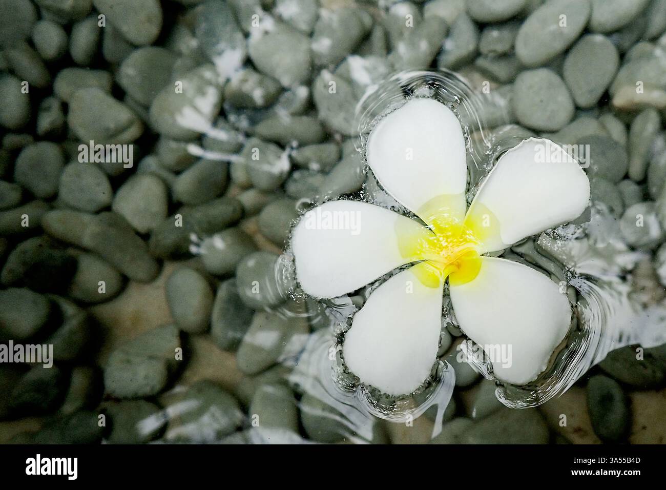 plumeria floating in water pond Stock Photo - Alamy