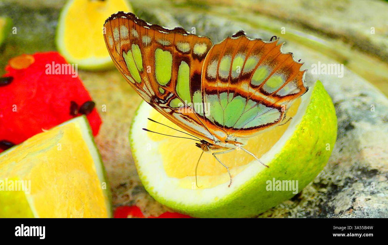 feasting tropical gems in the sun Stock Photo - Alamy