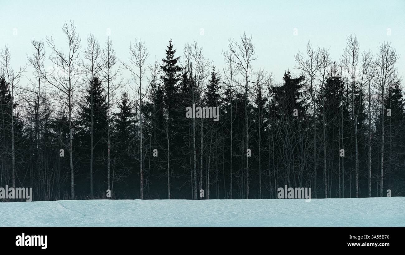 edge zone of a field in winter Stock Photo - Alamy