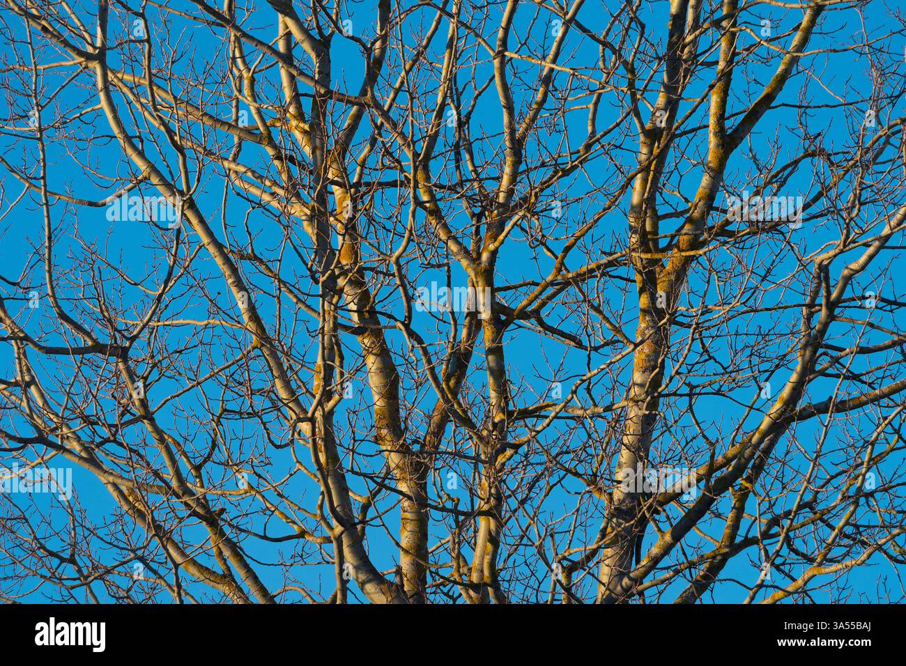 Aspen tree branches hi-res stock photography and images - Alamy