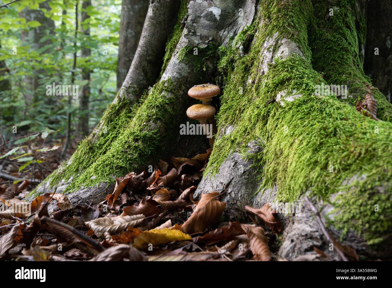 Two small mushrooms between tree roots covered with moss close up ...
