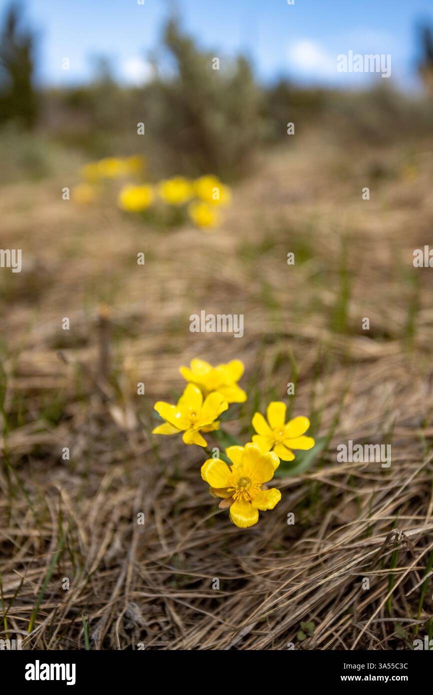 Plantainleaf buttercup hi-res stock photography and images - Alamy