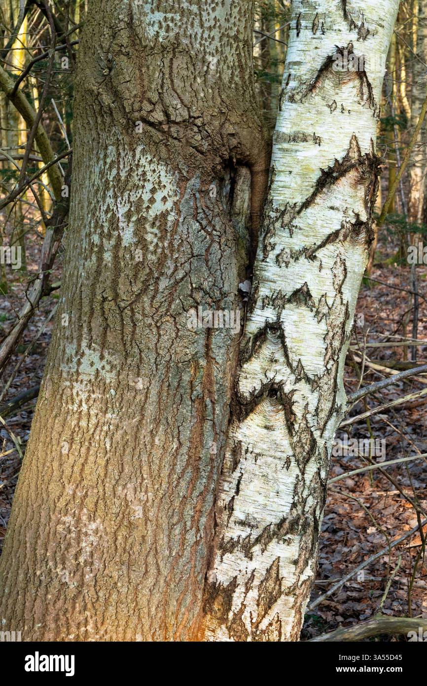 Entwined trees hi-res stock photography and images - Alamy