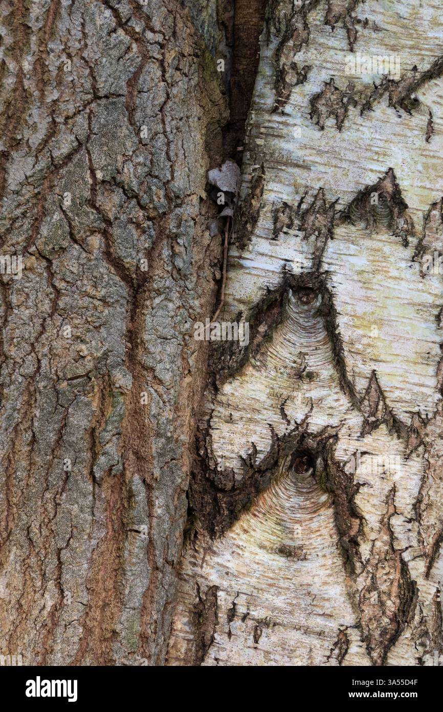 Entwined trees hi-res stock photography and images - Alamy