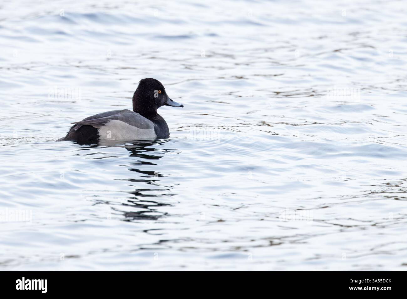 Common Pochard (Aythya ferina) Tufted Duck (Aythya fuligula) hybrid ...