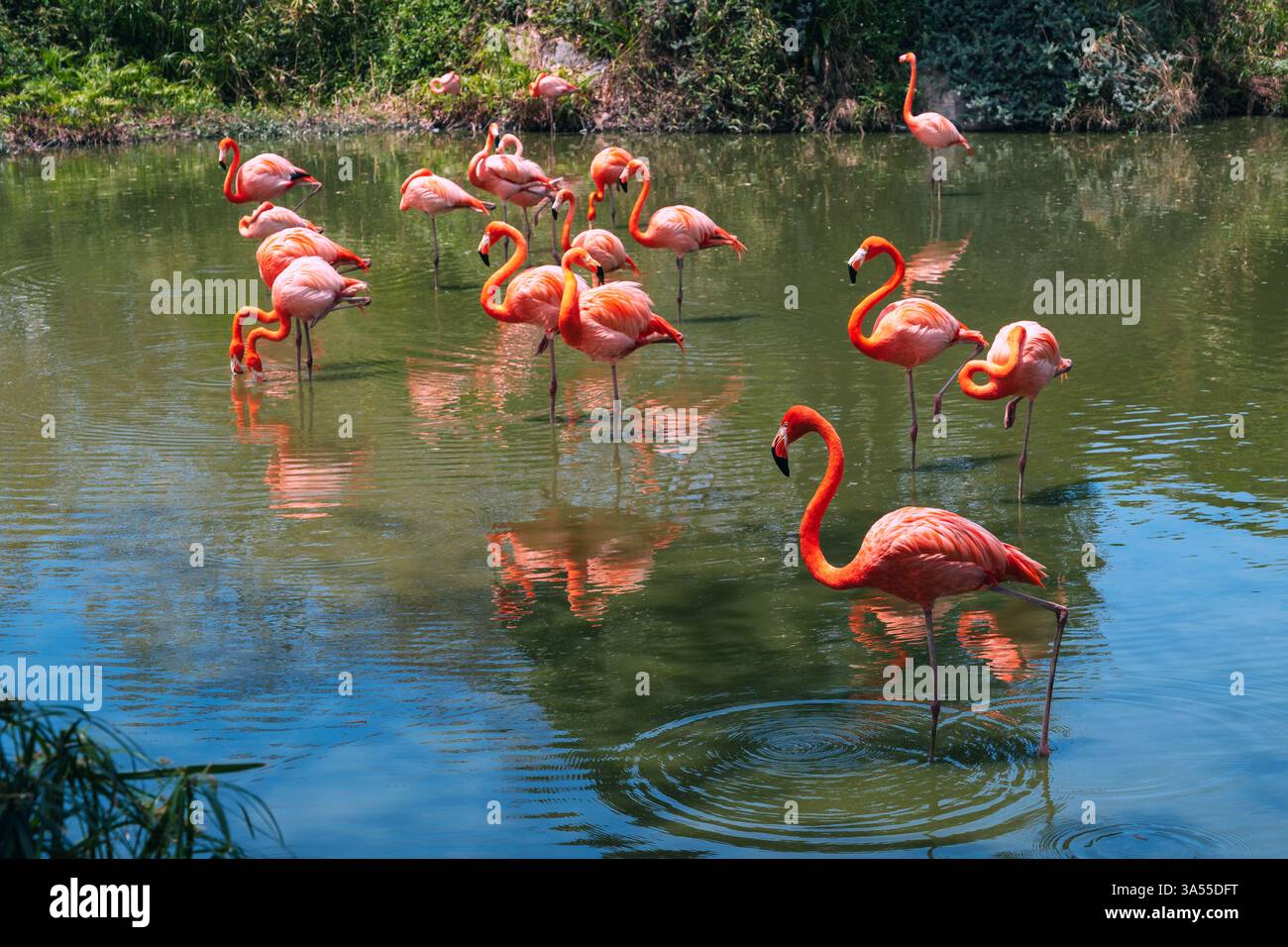 pink flamingos on water on a river in the forest in nature in national ...