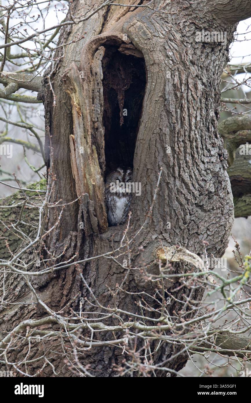 Tawny Owl (Strix aluco) roosting in slit in tree Norwich January 2025 ...