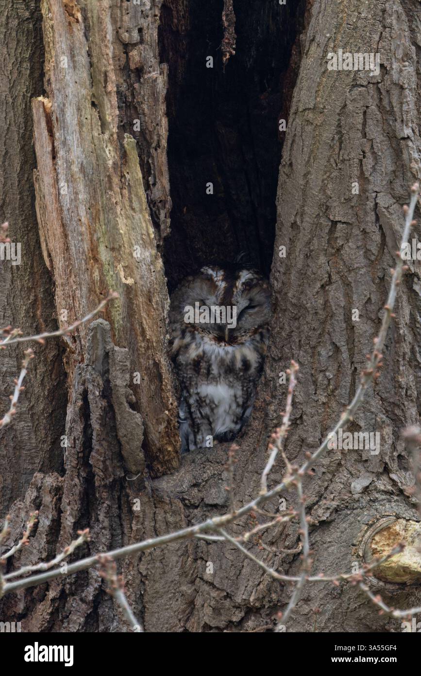 Tawny Owl (Strix aluco) roosting in slit in tree Norwich January 2025 ...