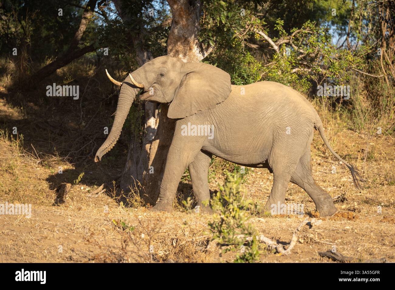 African elephant lifting tree hi-res stock photography and images - Alamy