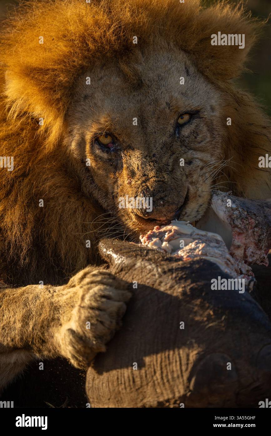 Close-up of male lion eating elephant flesh Stock Photo - Alamy