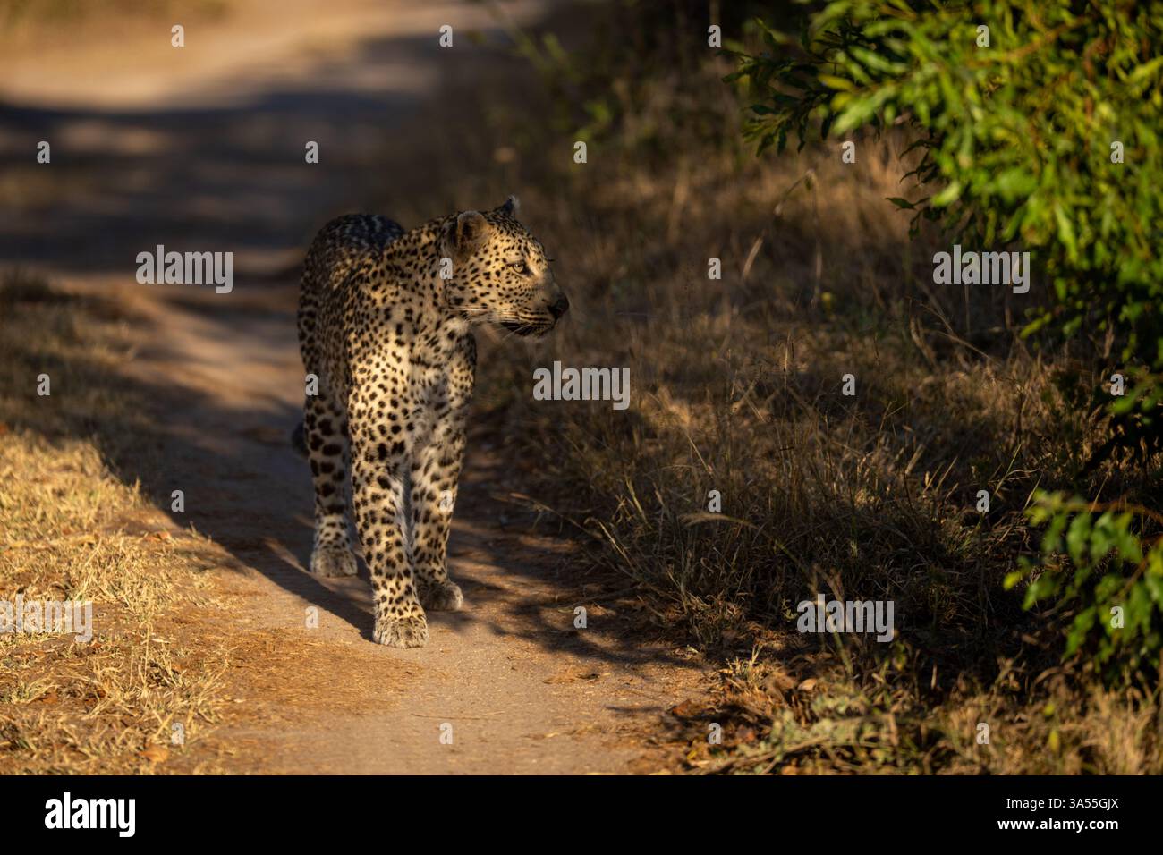 Leopard on game track hi-res stock photography and images - Alamy