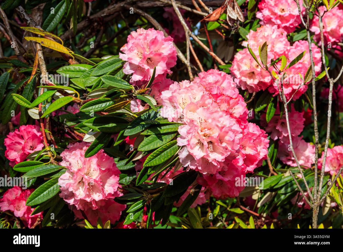 Beautiful blooming pink tree rhododendron (Rhododendron arboreum) in ...